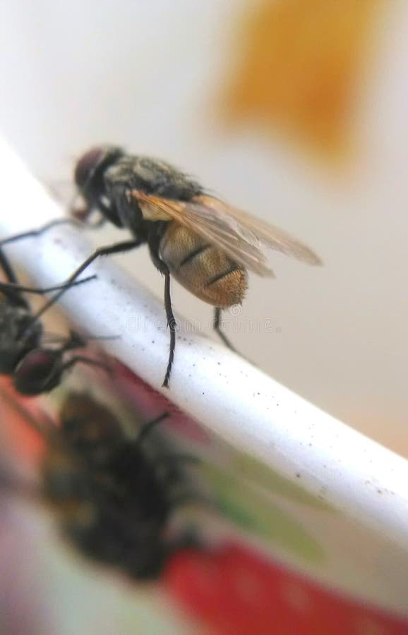 House Fly stock photo. Image of insect, caught, nature - 120029504