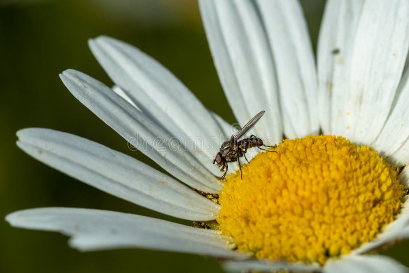 House Fly Landed on a Yellow and White Flower Stock Image - Image of ...