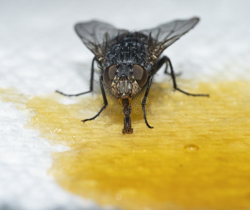 House Fly Lands on Spilled Honey Stock Image - Image of sucking, pest ...