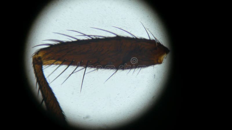 House Fly Leg, Magnified through Microscope Stock Video - Video of ...