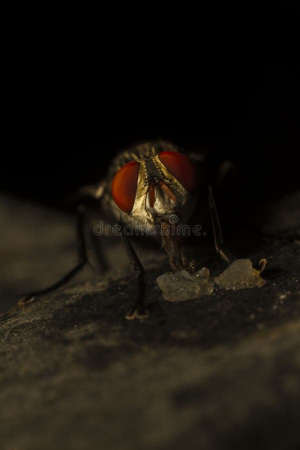 House Fly Macro Stock Photography Stock Photo - Image of microscopic ...