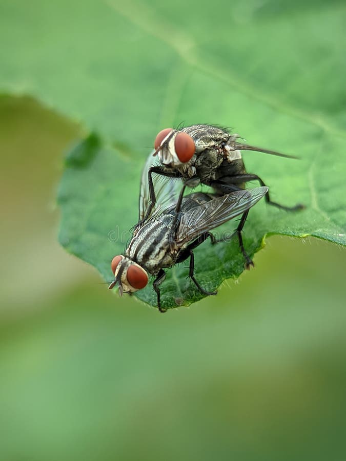 House fly mating stock photo. Image of mating, flower - 266752972