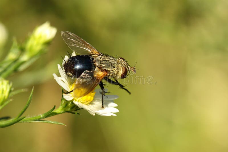 House Fly (Musca Domestica) Stock Image - Image of brown, musca: 16737317