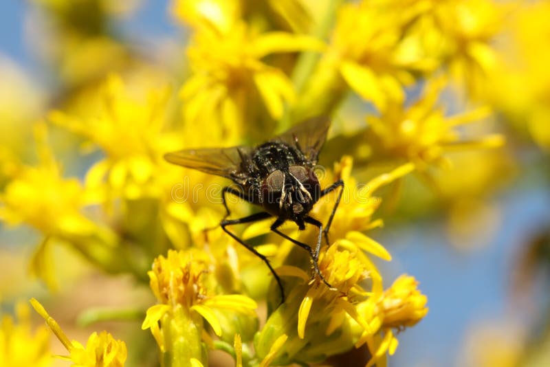 House Fly (Musca Domestica) Stock Photo - Image of outdoor, musca: 16971502