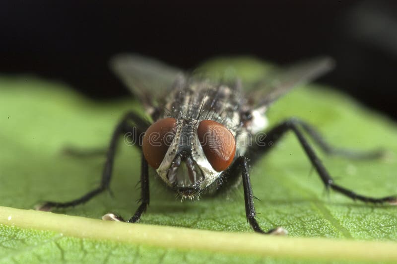 The House Fly Musca Domestica Close-up Stock Photo - Image of face ...