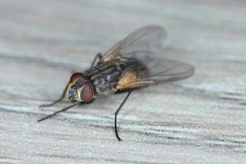 House Fly (Musca Domestica) on the Home Table. Stock Photo - Image of bottle, musca: 264995508