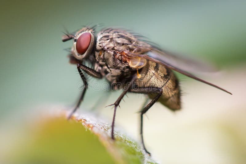 Side view of house fly stock photo. Image of colored - 20708724