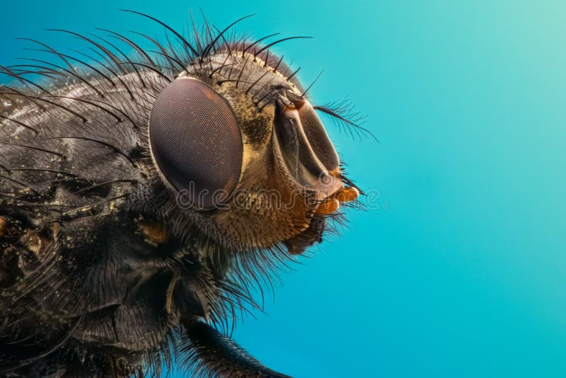 House fly profile portrait stock photo. Image of insect - 181375054