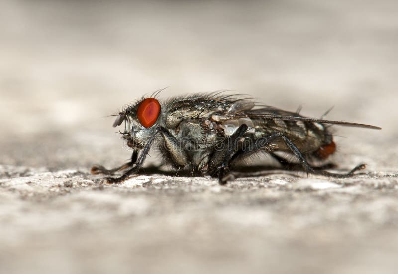 House fly stock image. Image of color, close, nectar - 73355533