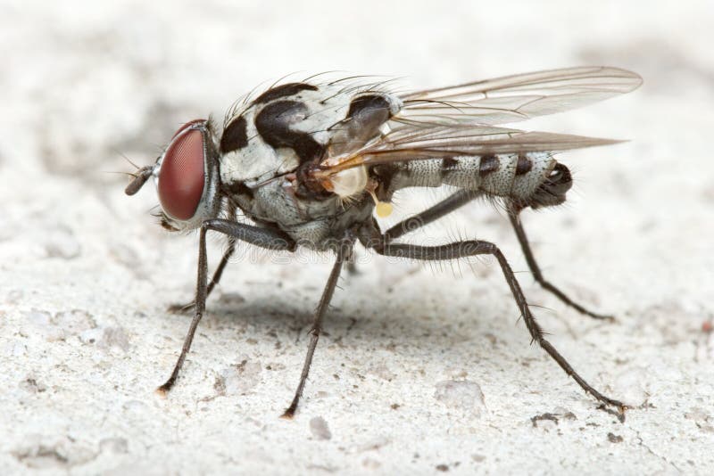 House fly side view stock photo. Image of stone, conservation - 4938538