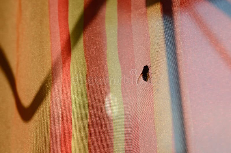 House Fly Sit on the Textile Curtains Lit by Sunlight Stock Photo ...