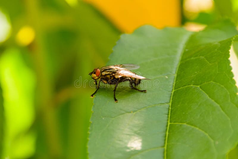 House Fly Sitting on the Green Leaf Stock Photo - Image of nature, head ...
