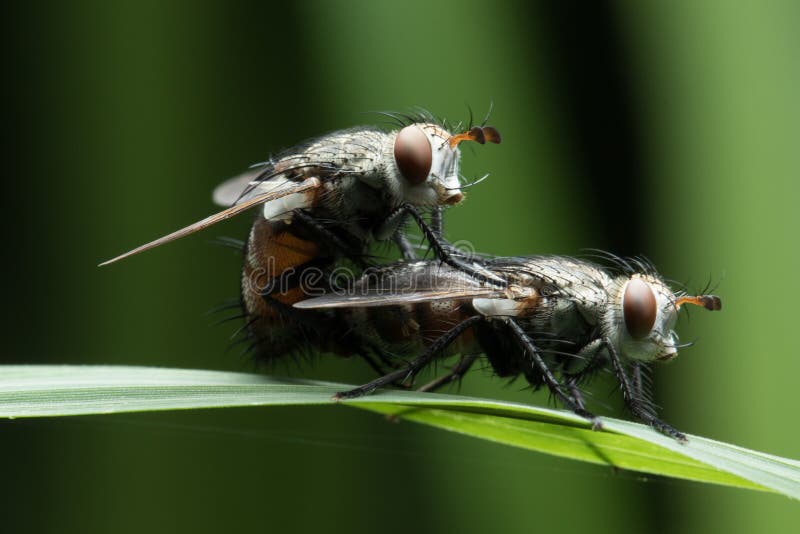 House Fly in Southeast Asia. Stock Photo - Image of flight, eggs: 77521610
