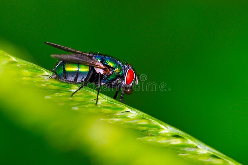 House Fly Spit Ball stock image. Image of insecticide - 17886923