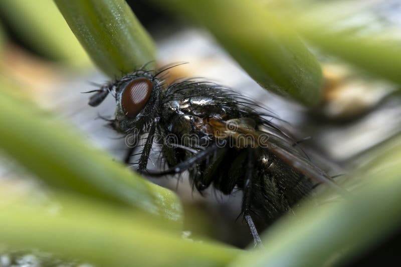 House Fly Spruce Needle Stock Photos - Free & Royalty-Free Stock Photos ...