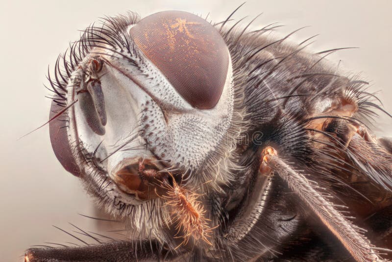 House Fly in White Background Stock Image - Image of arthropod, bugs ...