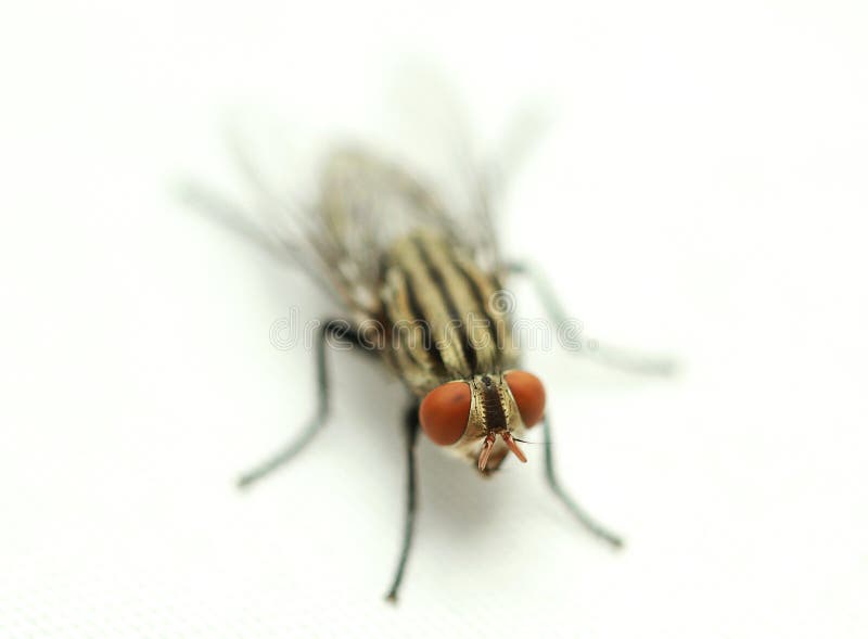 House Fly on white fabric stock image. Image of summer - 67850215