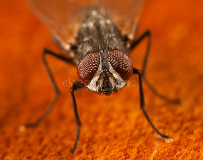 House fly on wood stock photo. Image of color, ugly, orange - 31403002