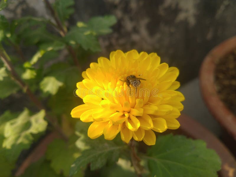 House Fly on the Yellow Dahlia Flower Stock Photo - Image of flower ...