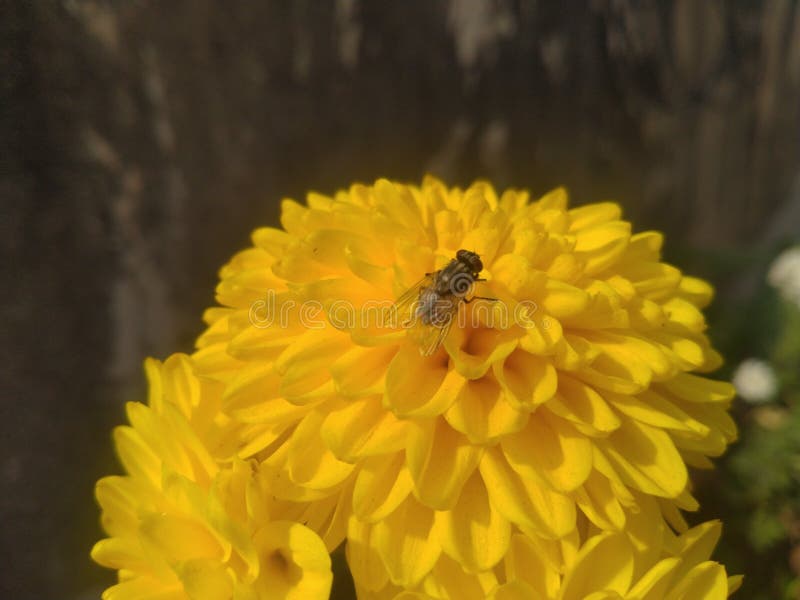 House Fly on the Yellow Dahlia Flower Stock Image - Image of yellow ...