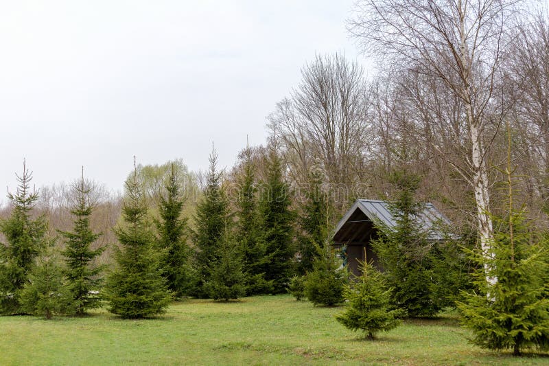 A House in the Forest with Small Pine and Fir Trees in the Foreground ...