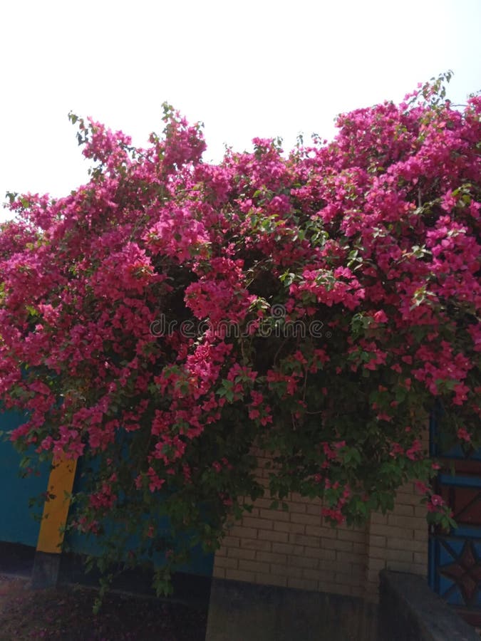 House Gate Butifull Flower Tree Stock Photo - Image of deciduous, fruit ...