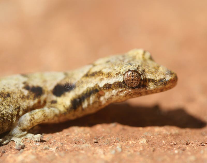 Copper colored lizard stock image. Image of copper, nature - 3992401