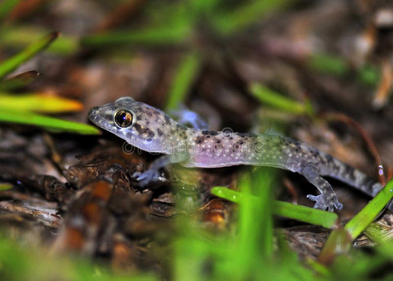 Baby Common Gecko stock image. Image of young, gecko - 57537989