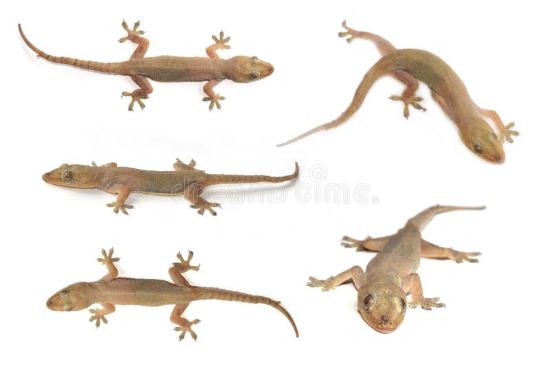 House Lizard Feces on the Floor Stock Image - Image of gecko, poop ...