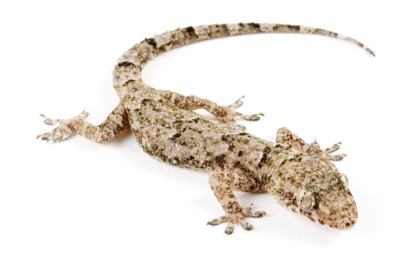 3,601 House Lizard Stock Photos - Free & Royalty-Free Stock Photos from ...