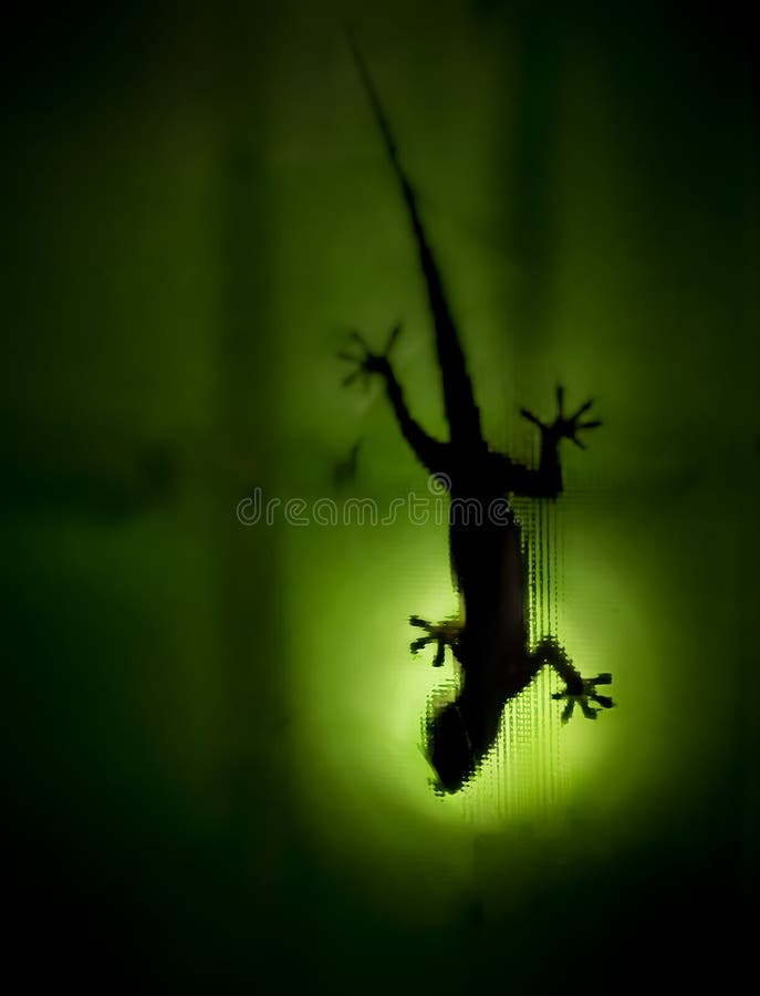 House Gecko Shadow Spotted on Green Backlight of the Textured Glass ...