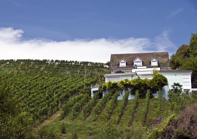 Swiss house with vines stock image. Image of growing, switzerland - 6020231