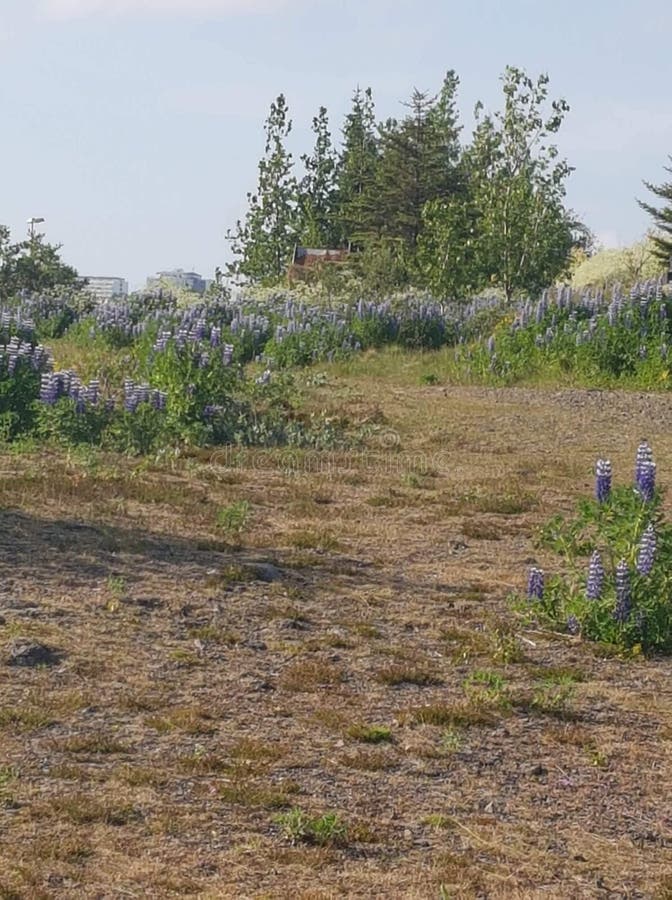 House in hiding stock image. Image of tree, house, hiding - 150675653