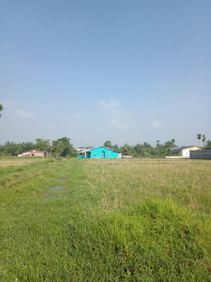 House in a Large Rice Field Settlement Stock Image - Image of ...