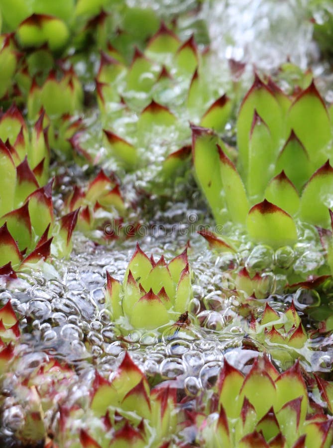House Leek, Succulent Plant, Semper Vivum, Stock Image - Image of ...