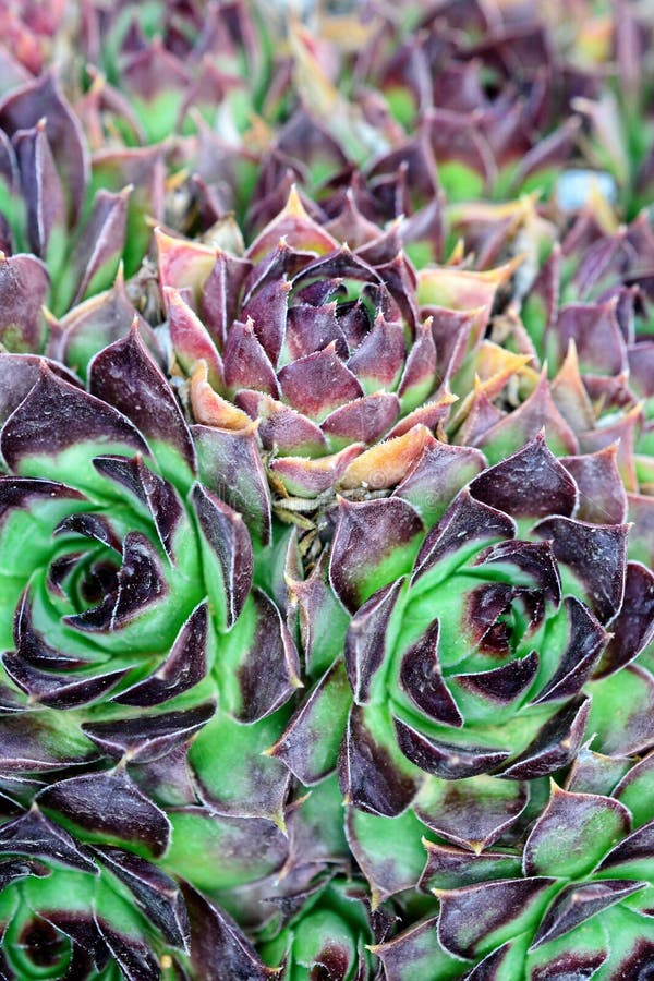 House Leek, Succulent Plant, Semper Vivum, Stock Image - Image of ...