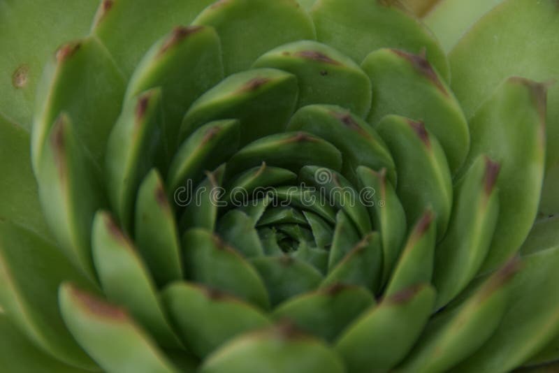 House Leeks Flowers, Sempervivum, Houseleeks Stock Photo - Image of ...
