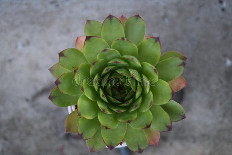 House Leeks Flowers, Sempervivum, Houseleeks Stock Photo - Image of ...