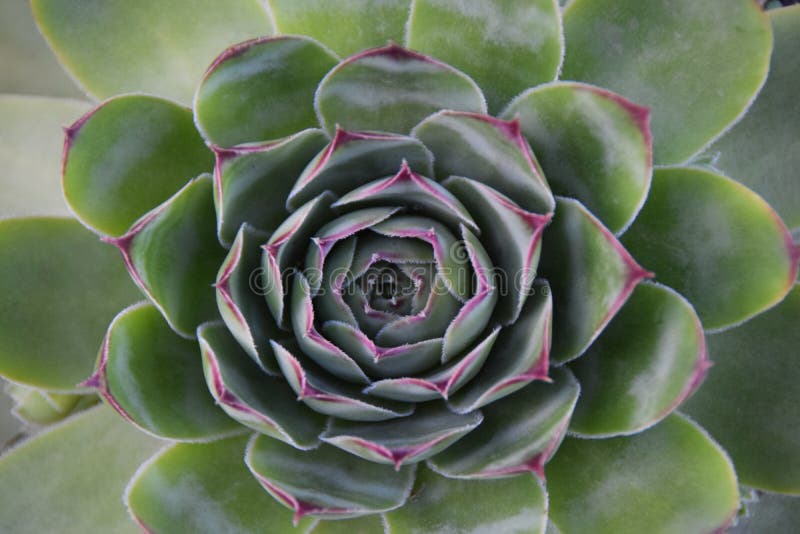 House Leeks Flowers, Sempervivum, Houseleeks Stock Image - Image of ...