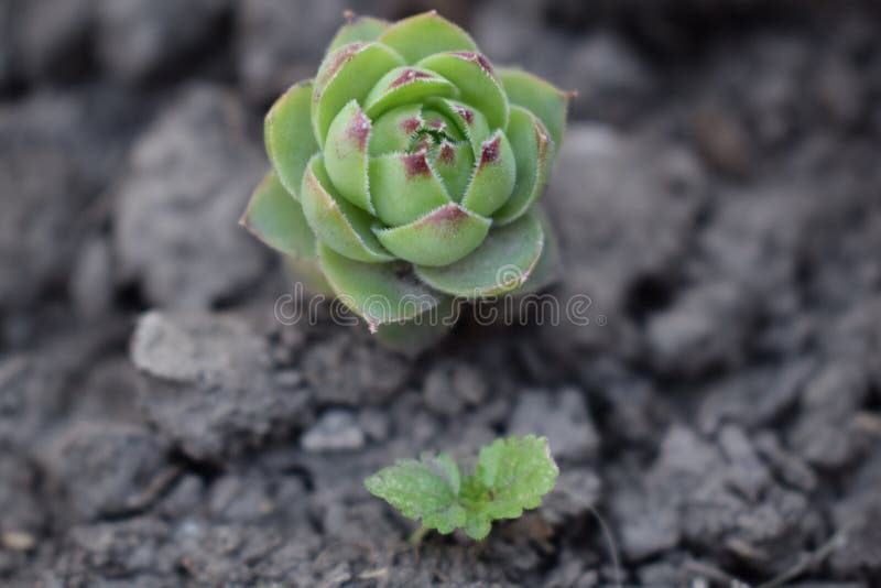 House Leeks Flowers, Sempervivum, Houseleeks Stock Photo - Image of ...