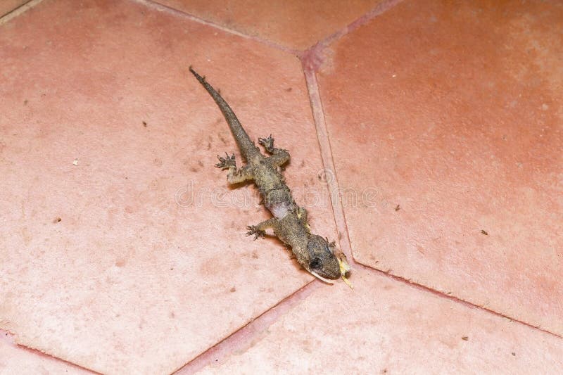 House lizard stock image. Image of attack, biology, food - 49244323