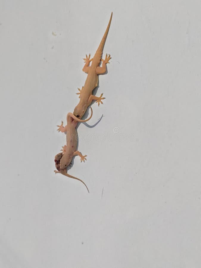 House Lizard Attacking One Another Stock Photo - Image of animal ...