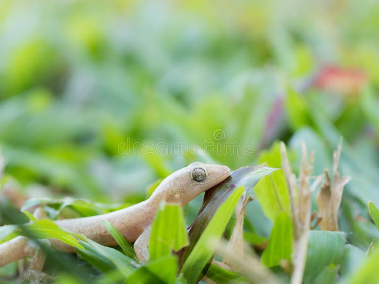 A House Lizard Calm on the Lawn Stock Image - Image of reptilian, back ...