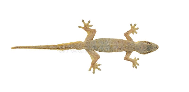 House lizard stock photo. Image of crawl, focus, exotic - 29936782