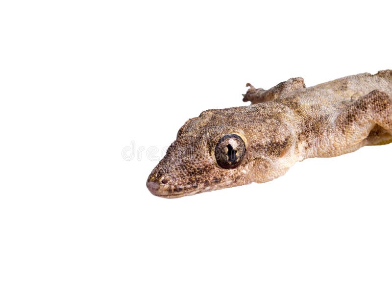 3,678 House Lizard Stock Photos - Free & Royalty-Free Stock Photos from ...