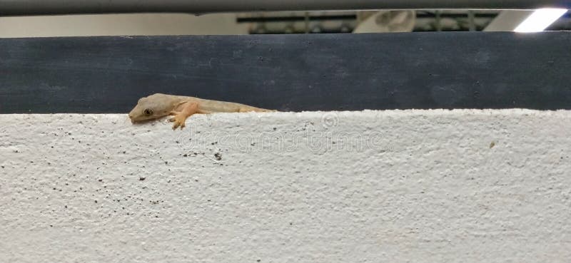 House Lizard Feces On The Floor Stock Image - Image of gecko, poop ...