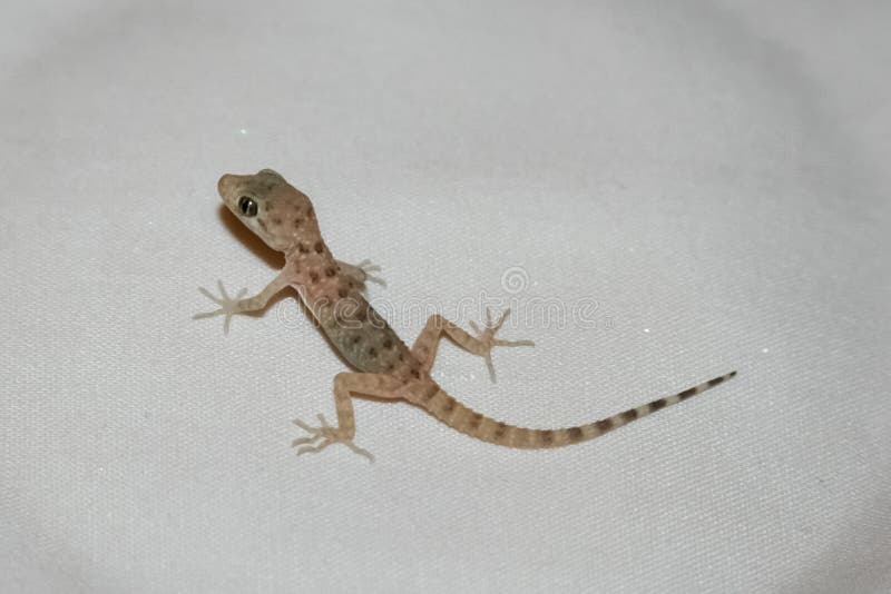 House lizard stock photo. Image of crawl, focus, exotic - 29936782