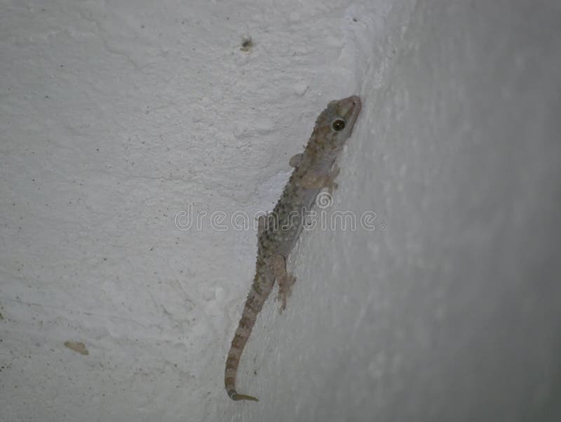House Lizard or Little Gecko on a White Wall. a Small Predator Crawls ...