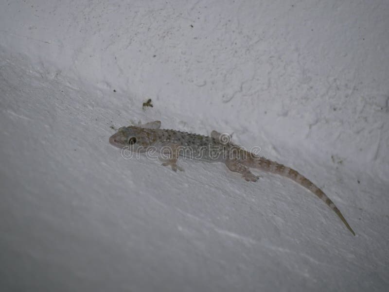 House Lizard or Little Gecko on a White Wall. a Small Predator Crawls ...