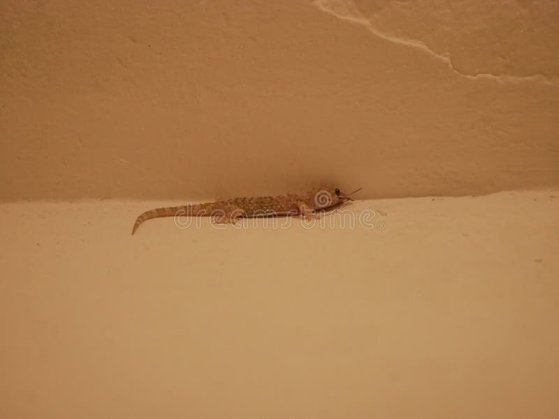 Gecko eat mosquito stock photo. Image of reptile, animal - 23549562
